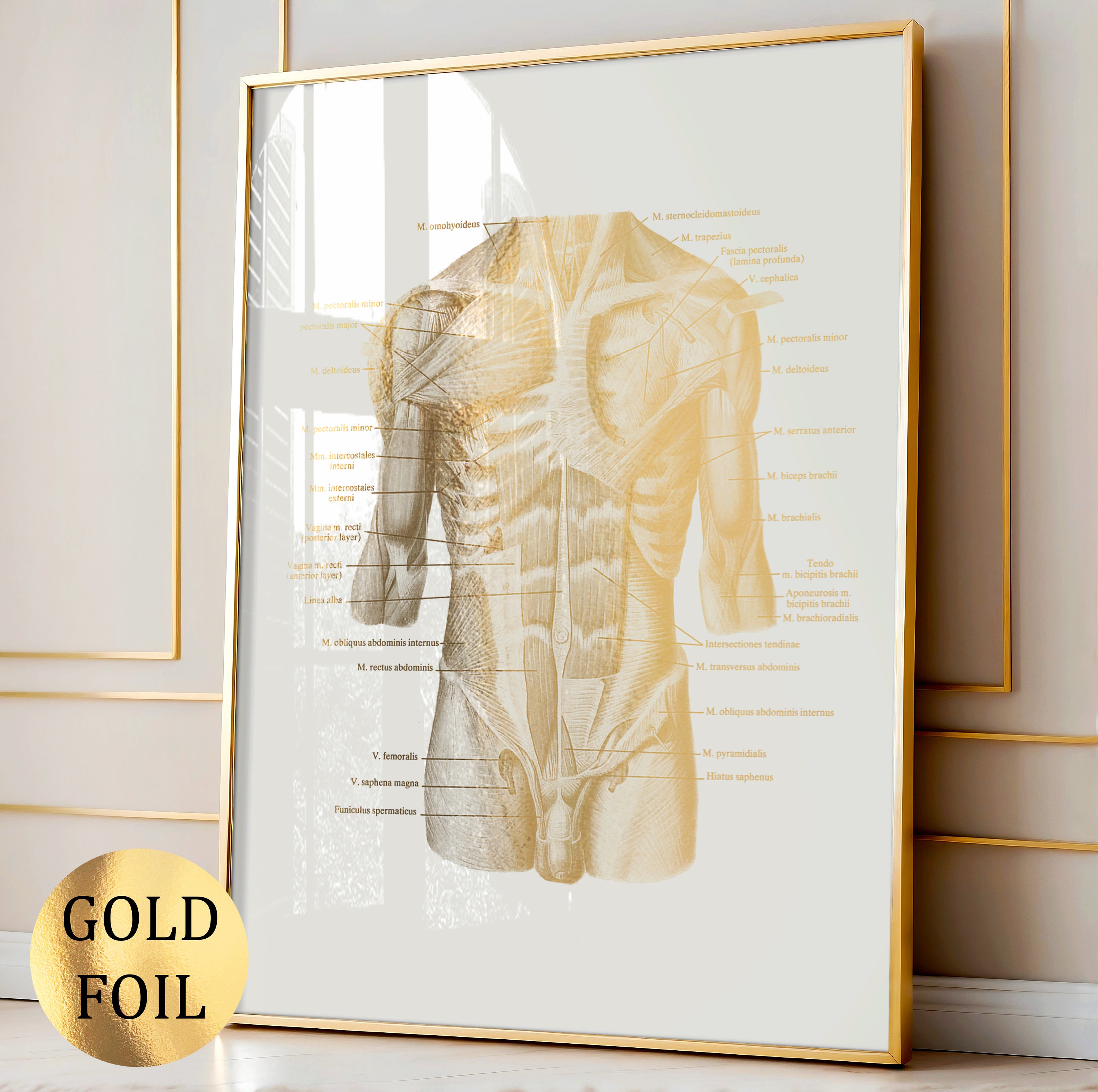 Set 6 Muscle Anatomy Art Muscular System Poster Medical Art ...