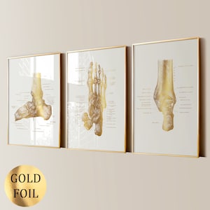3 Gold Foot Anatomy Posters, Foot Bones Diagram, Gold Foil Print ...