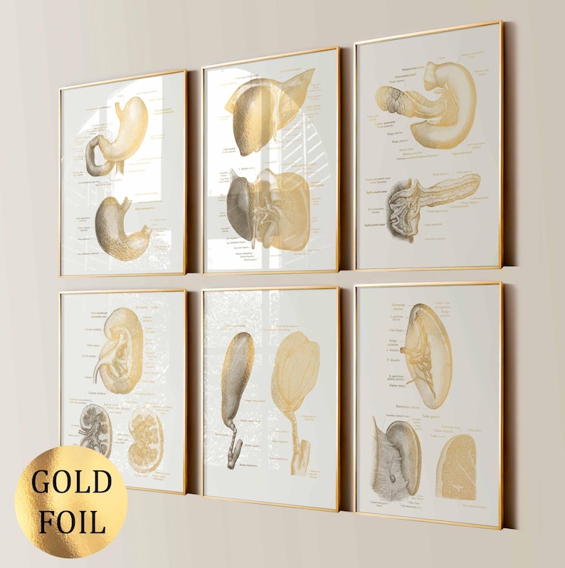 6 Digestive System Anatomy Art Gastrointestinal Tract Print Stomach ...