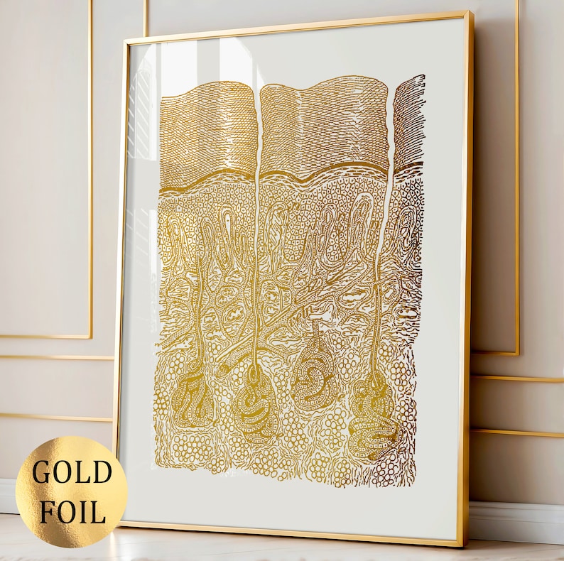 4 Dermatologist Gift Human Skin Anatomy Art Integumentary System Gold ...