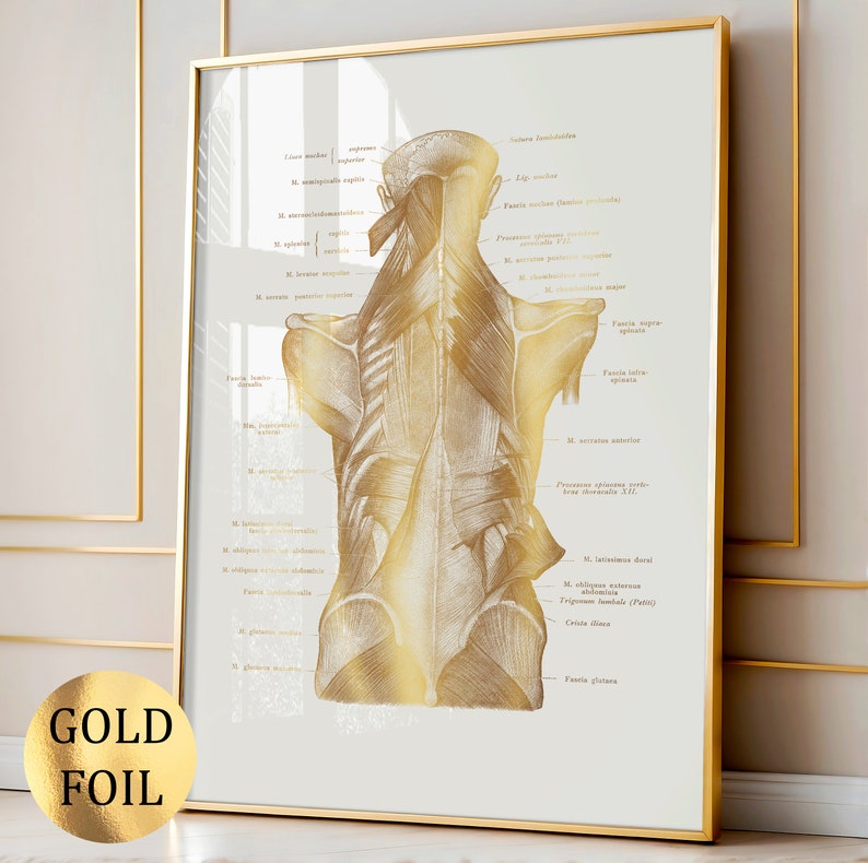 Musculoskeletal Anatomy Art Human Muscular System Poster Body Diagram ...