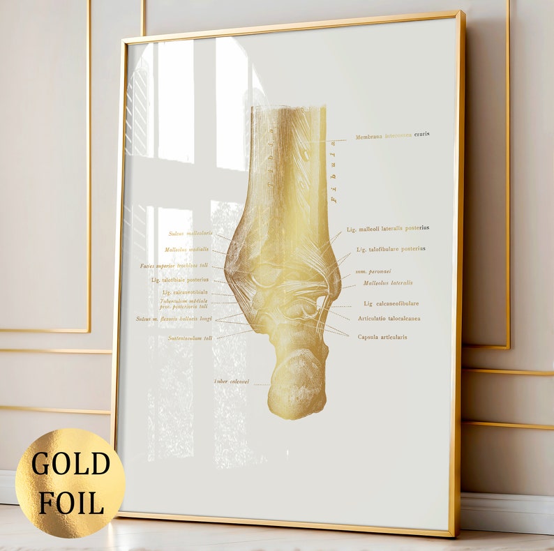 3 Gold Foot Anatomy Posters, Foot Bones Diagram, Gold Foil Print ...