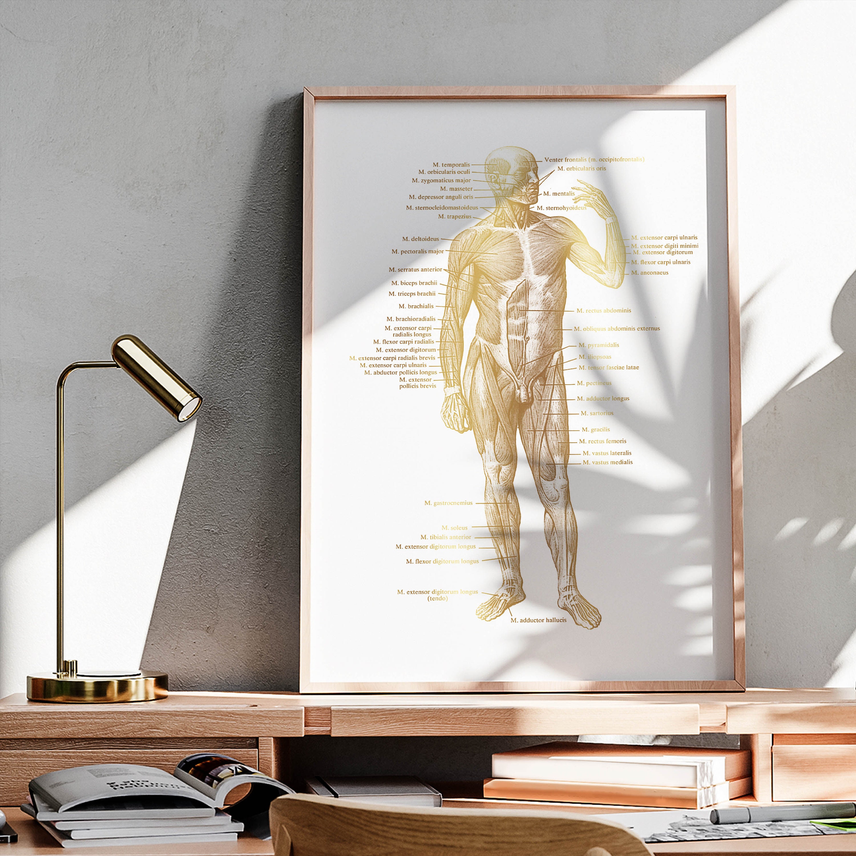 Gold Anatomy Art Labeled Muscular System Poster Body Structure - Etsy