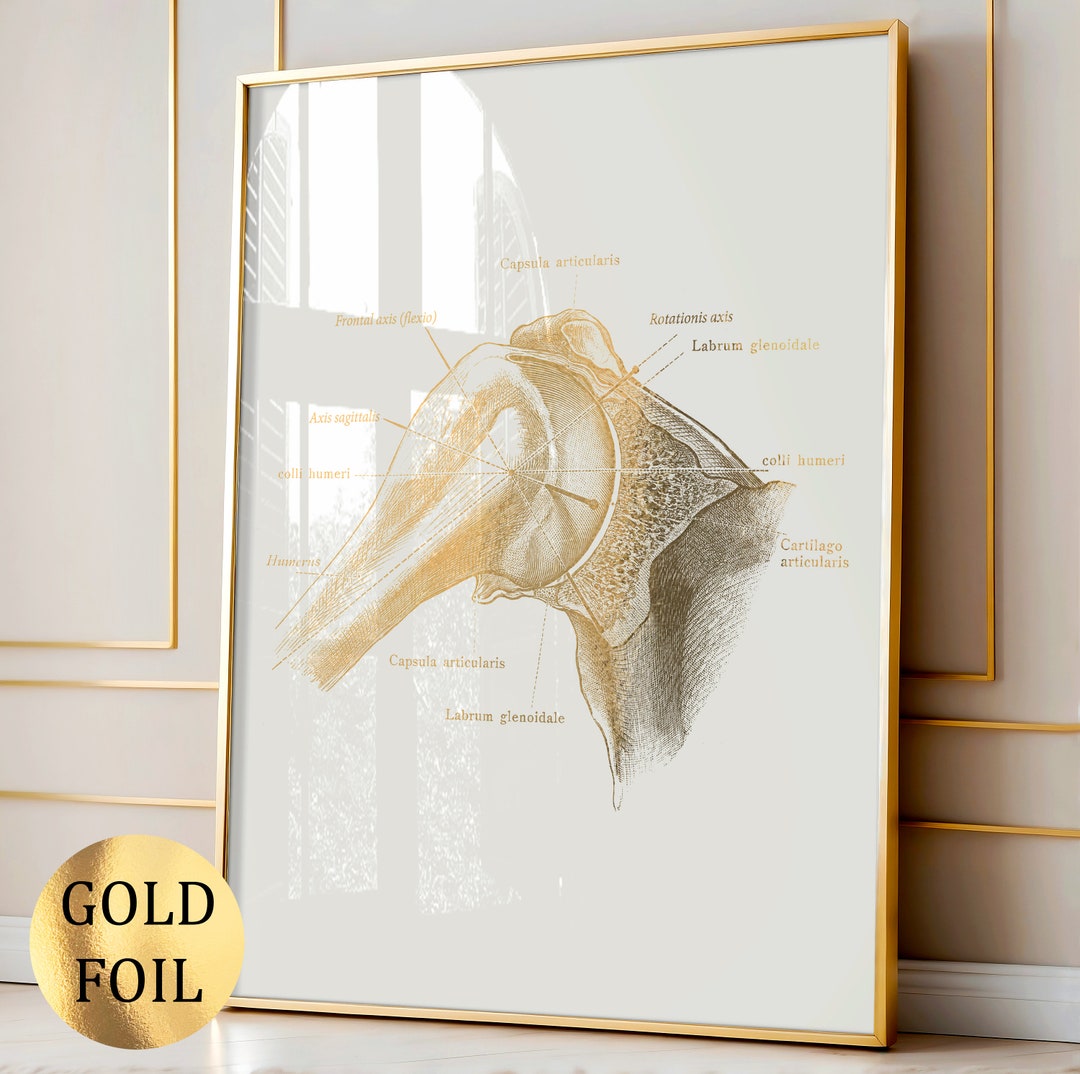 Shoulder Joint Anatomy Poster Glenohumeral Joint Structure Skeletal ...