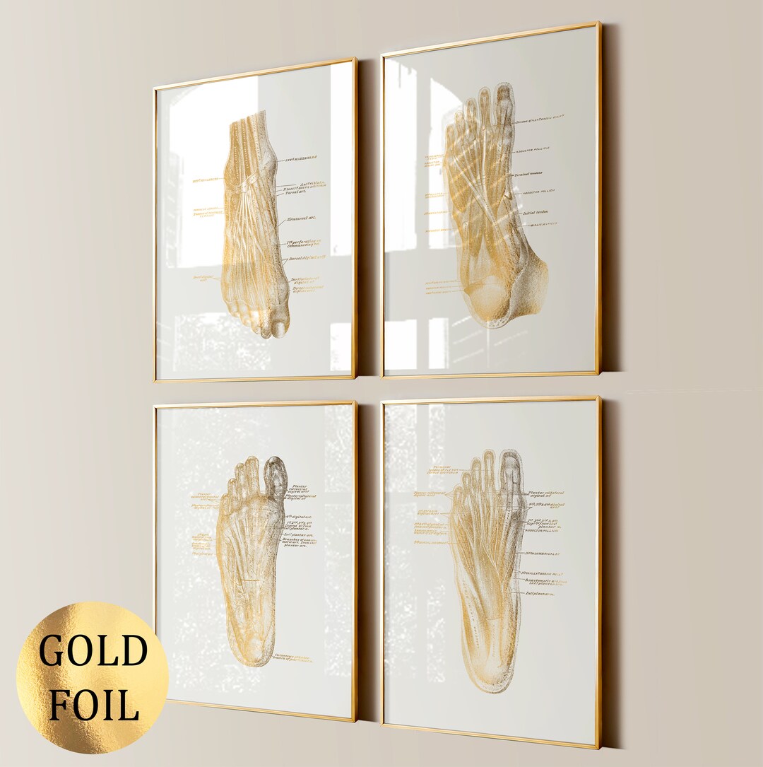 Set 4 Foot Anatomy Posters Foot Diagram Orthopedic Anatomy Medical Art ...