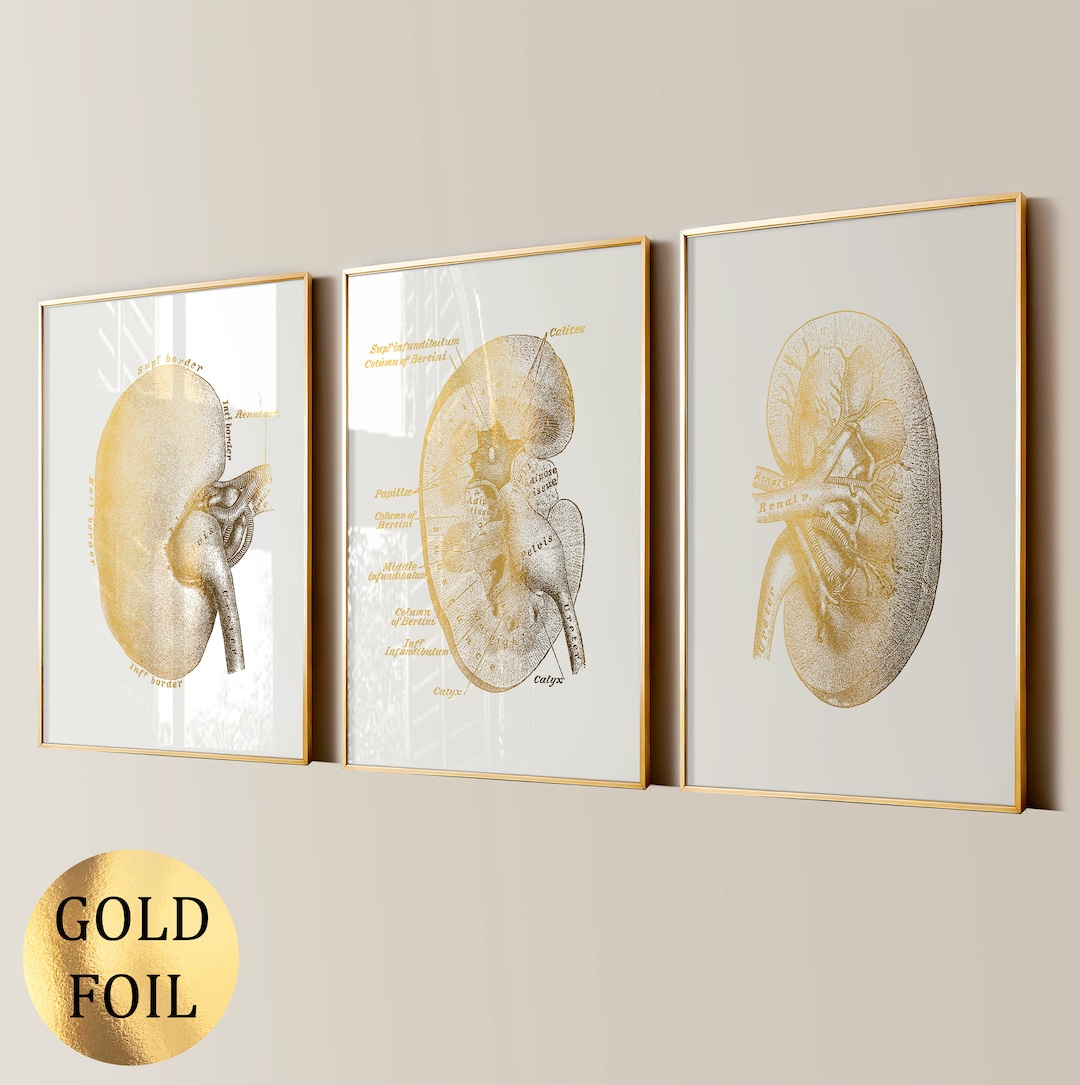 3 Kidney Anatomy Posters, Gold Foil Print, Medical Art, Nephrologist ...