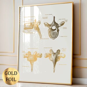 Set 6 Spine Posters Skeletal System Anatomy Vertebral Column Art ...