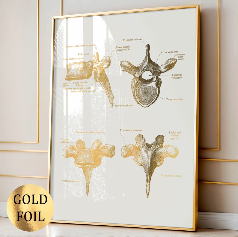 Set 6 Spine Posters Skeletal System Anatomy Vertebral Column Art ...