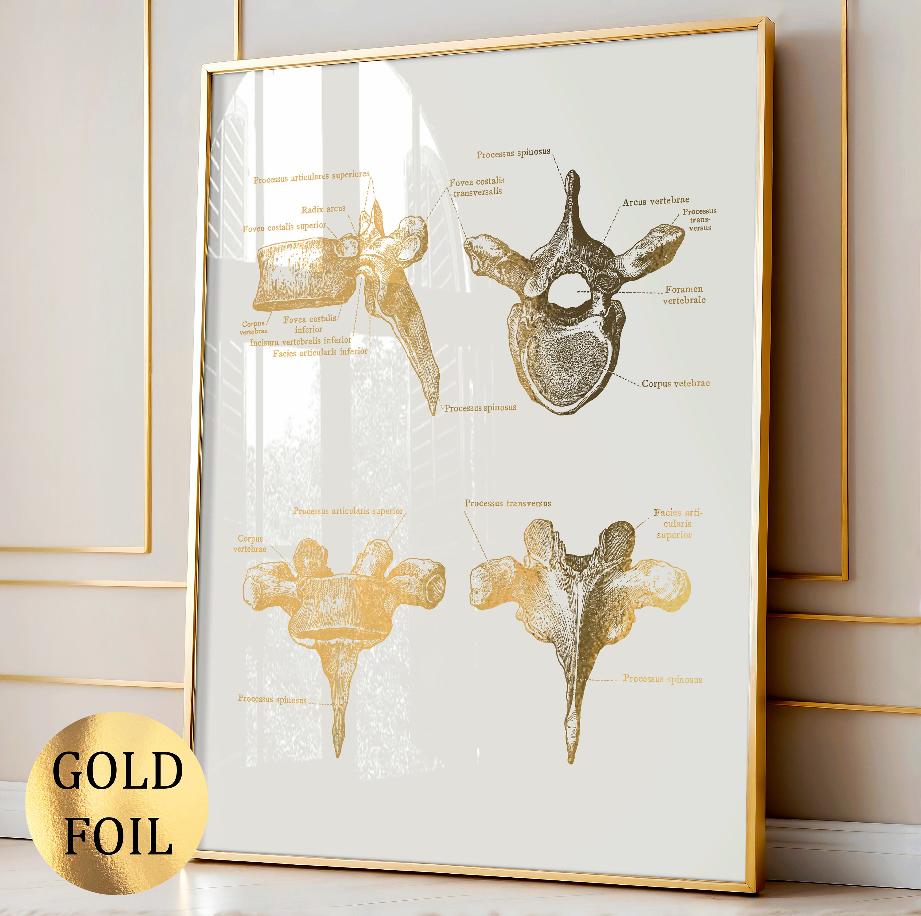 Set 6 Spine Posters Skeletal System Anatomy Vertebral Column Art ...