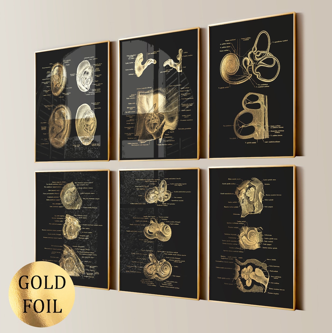 6 Human Ear Anatomy Art Audiology Poster Gold Medical Art Inner Ear ...