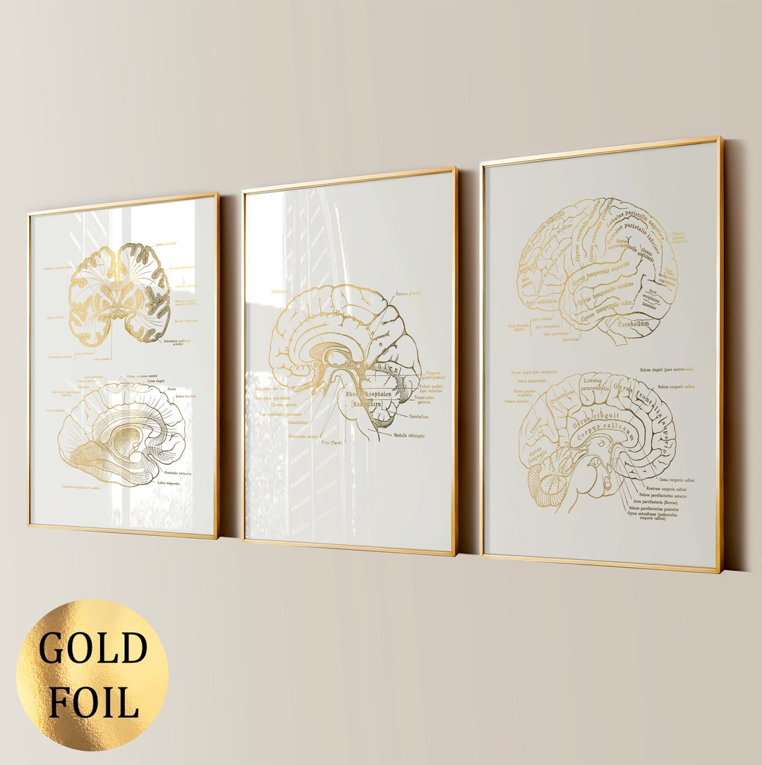 3 Gold Brain Anatomy Art Neurology Art Central Nervous System Diagram ...
