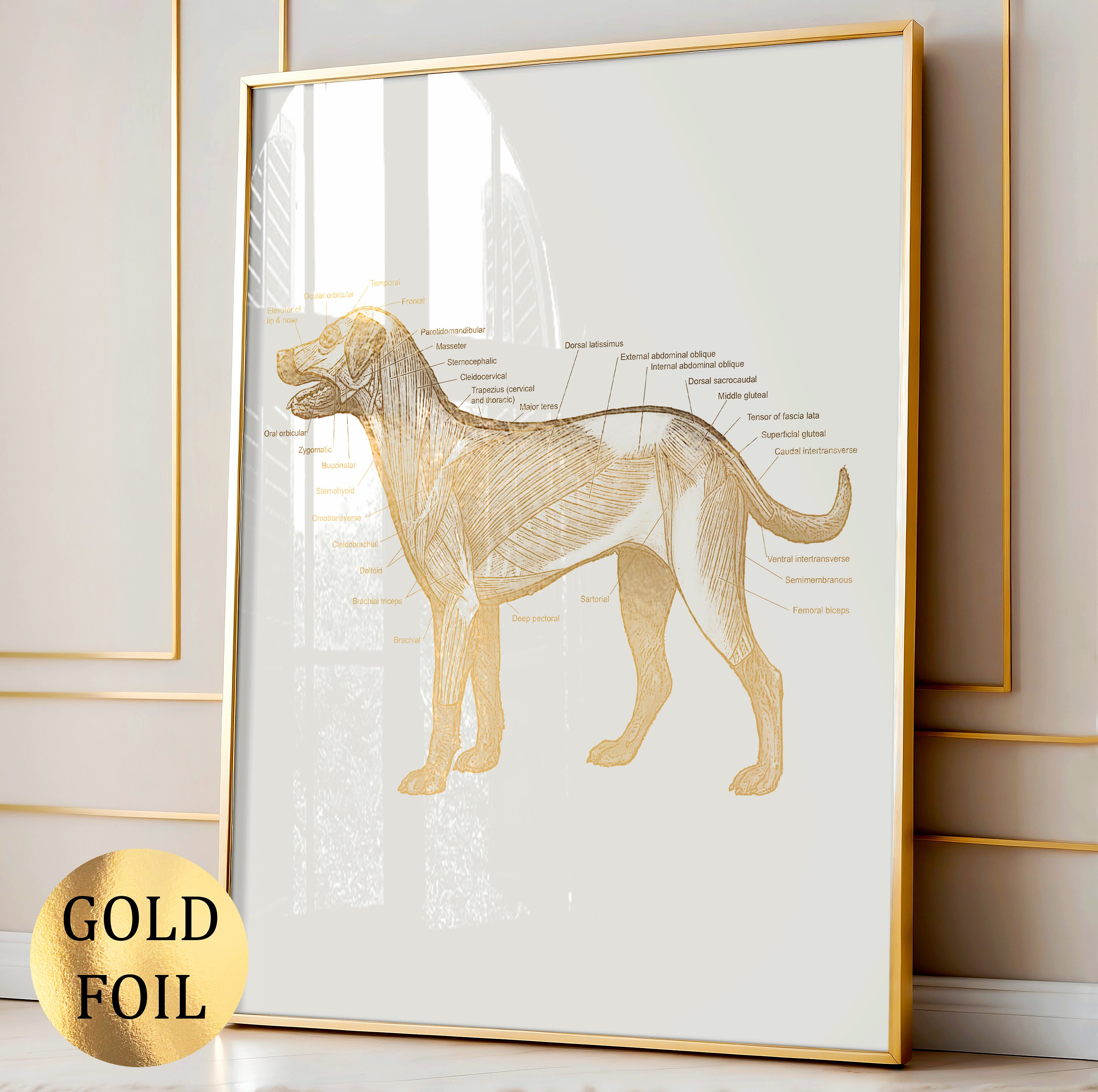 6 Pet Anatomy Art Animal Medicine Poster Veterinary Art Dog Anatomy Cat ...