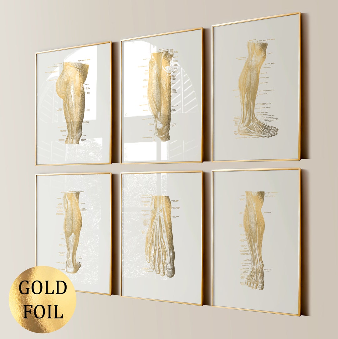 6 Gold Foot Anatomy Posters Leg Muscles Diagram Limb Anatomy Medical ...