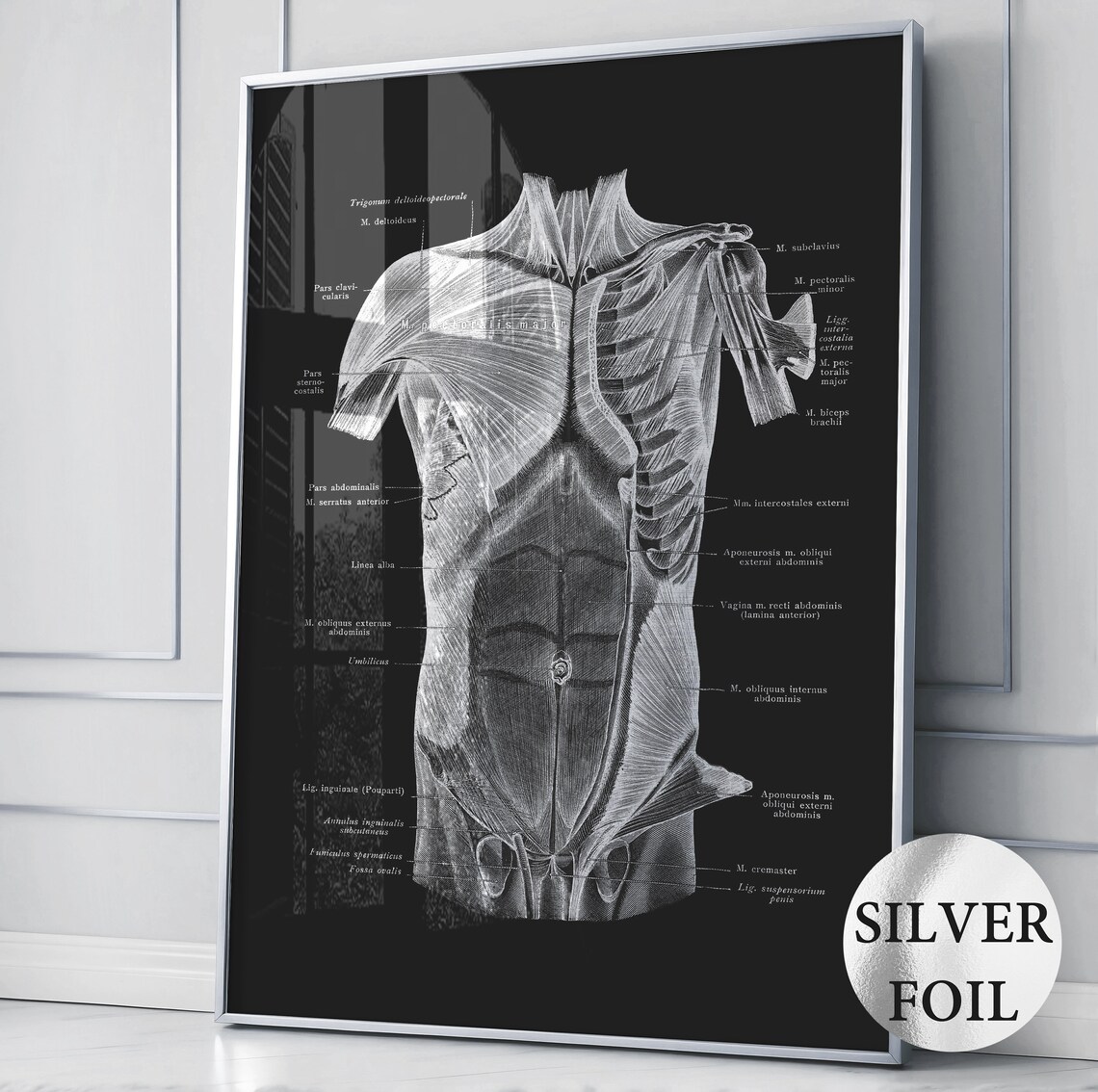 6 Muscle Anatomy Prints Musculoskeletal System Diagram Medical Art ...