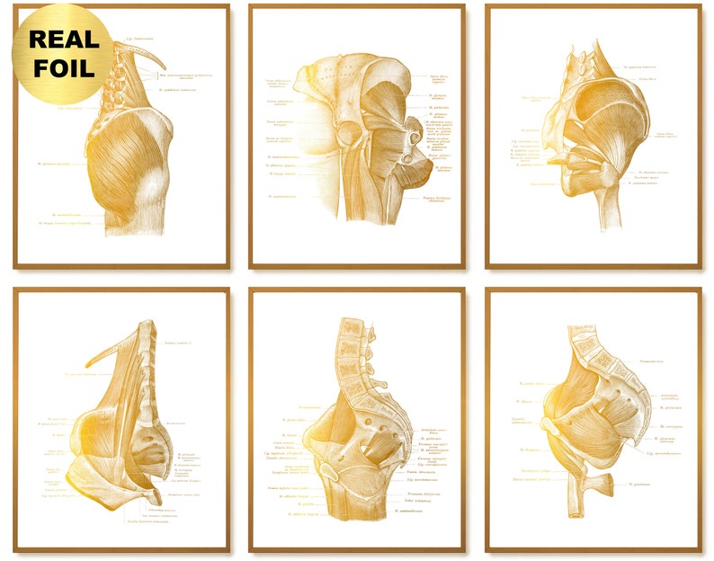 6 Gold Pelvis Anatomy Art, Pelvic Floor Posters, Labeled Pelvis Muscles ...