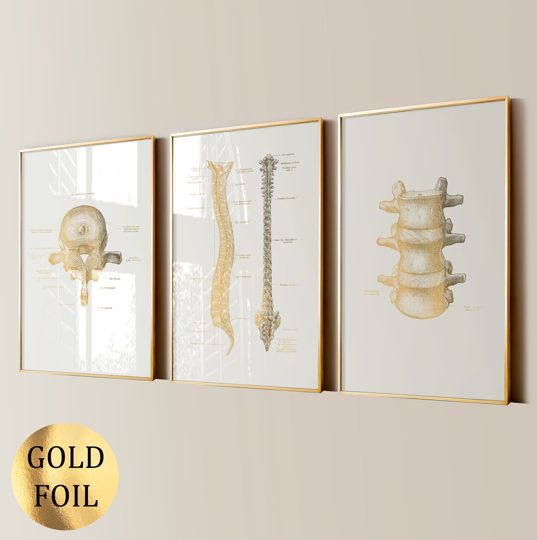 3 Gold Vertebral Column Anatomy Art Orthopedic Art Medical Art Skeletal ...