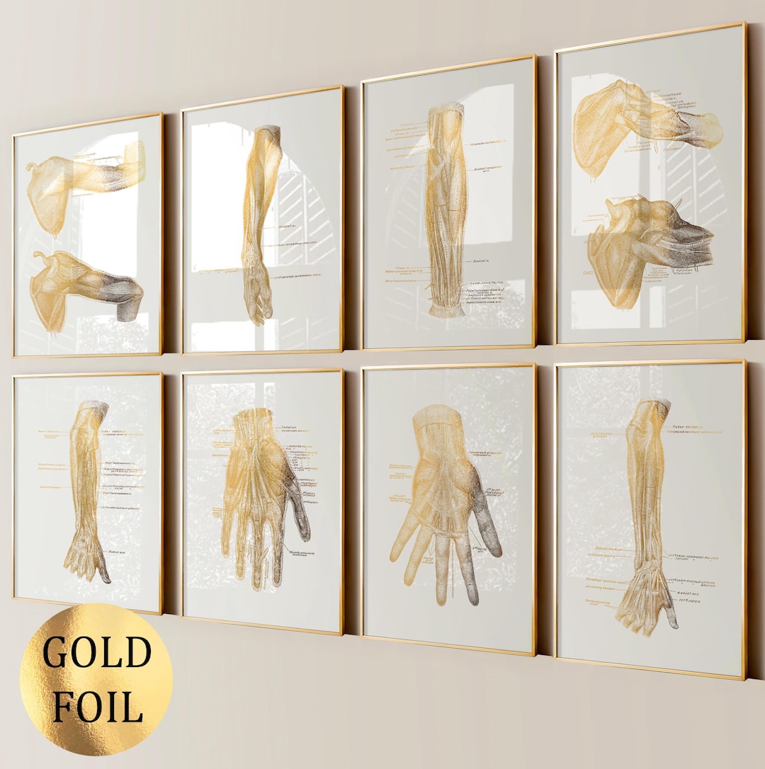 8 Hand Anatomy Art Hand Muscles Diagram Upper Limb Chart Orthopaedic ...