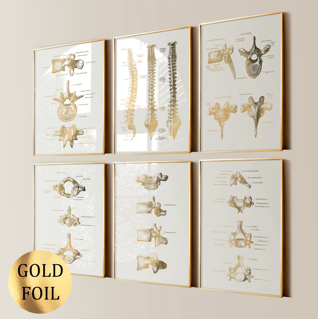 Set 6 Spine Posters Skeletal System Anatomy Vertebral Column Art ...