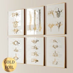 Set 6 Spine Posters Skeletal System Anatomy Vertebral Column Art ...