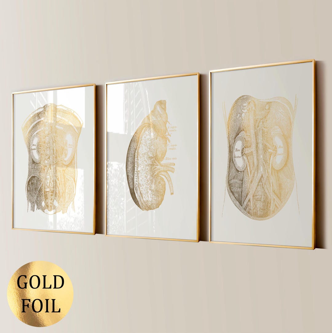 3 Gold Kidney Anatomy Posters, Medical Art, Nephrologist Gift, Doctor ...