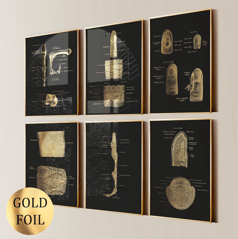 6 Finger Anatomy Posters Hand Anatomy Joints of Finger Fingerprint ...