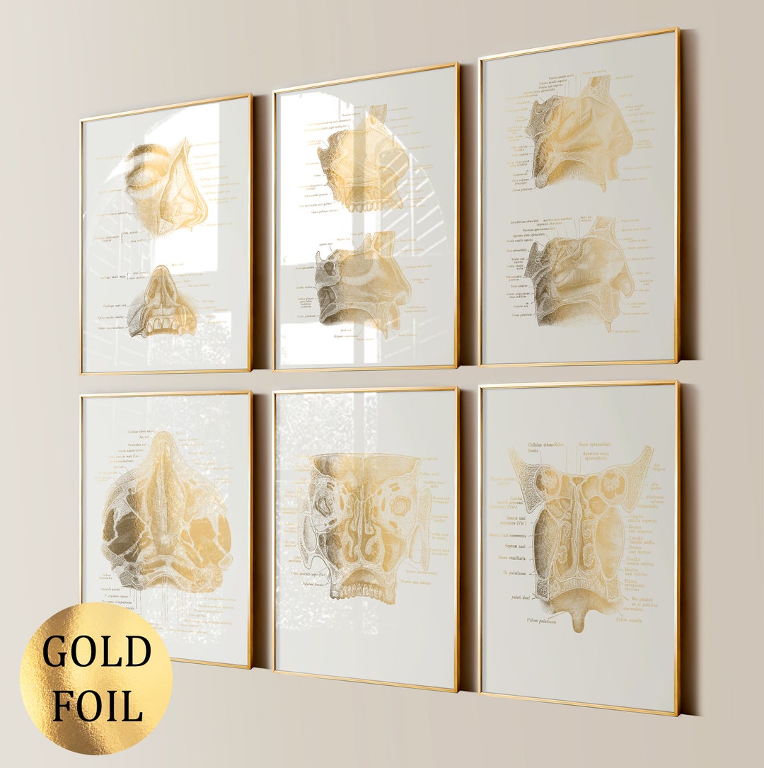 6 Olfactory System Anatomy Posters Organs of Smell Diagram Nose and ...