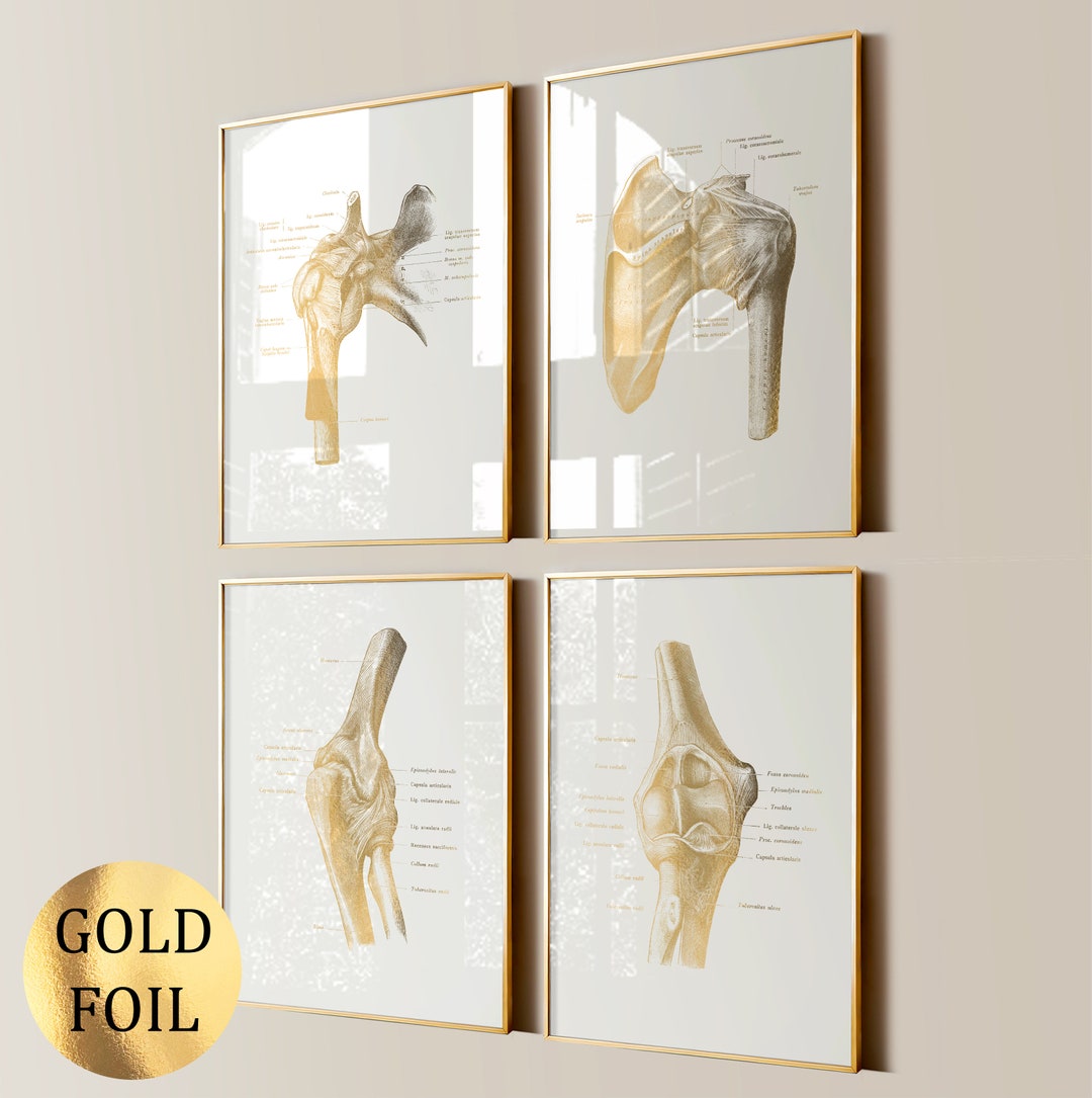 4 Hand Anatomy Posters, Elbow Joint, Shoulder Joint, Medical Art ...