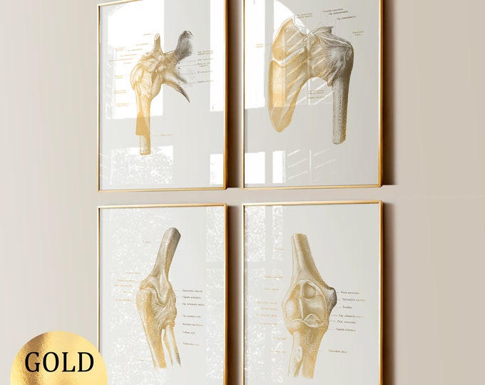 4 Hand Anatomy Posters, Elbow Joint, Shoulder Joint, Medical Art ...