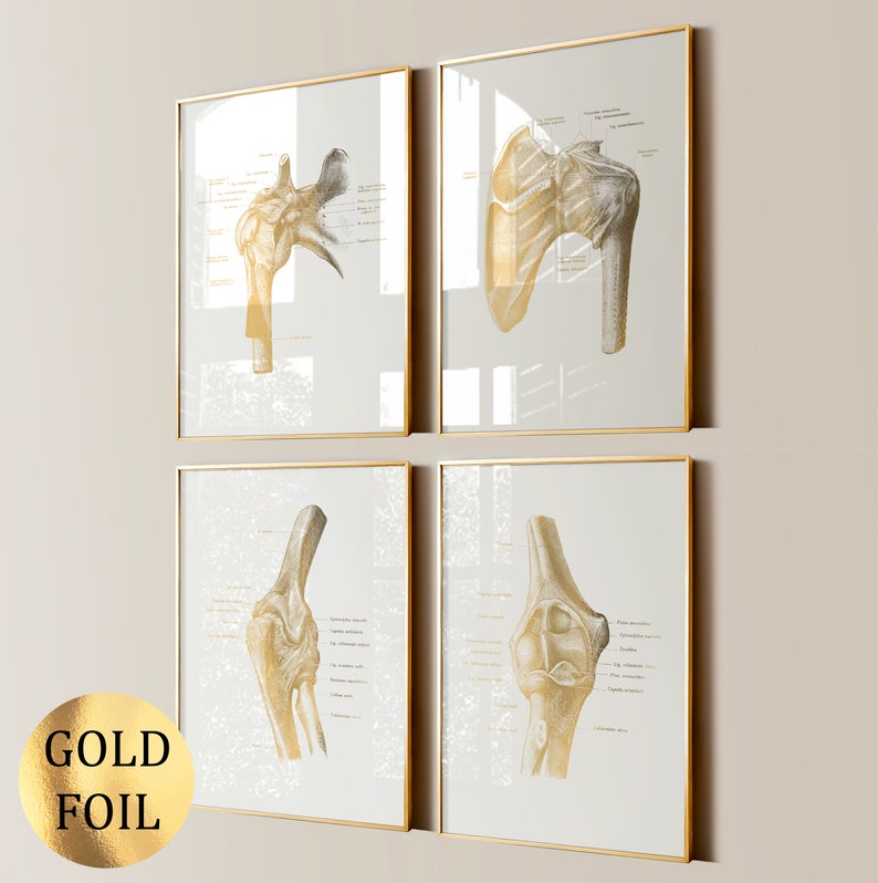 4 Hand Anatomy Posters, Elbow Joint, Shoulder Joint, Medical Art ...