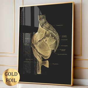 Set 6 Pelvic Floor Anatomy Art Pelvis Poster Hip Flexors Poster ...