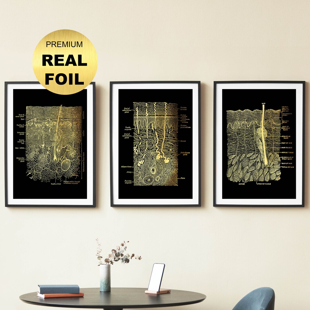 3 Skin Anatomy Posters, Esthetician Gift, Facialist Gift, Trichologist ...