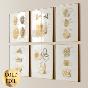 Set 6 Ear Anatomy Art Audiology Poster Medical Art Inner Ear Diagram ...