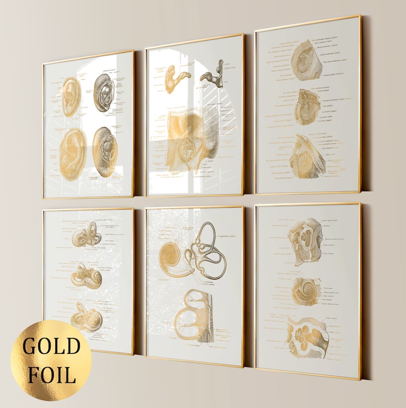 Set 6 Ear Anatomy Art Audiology Poster Medical Art Inner Ear Diagram ...