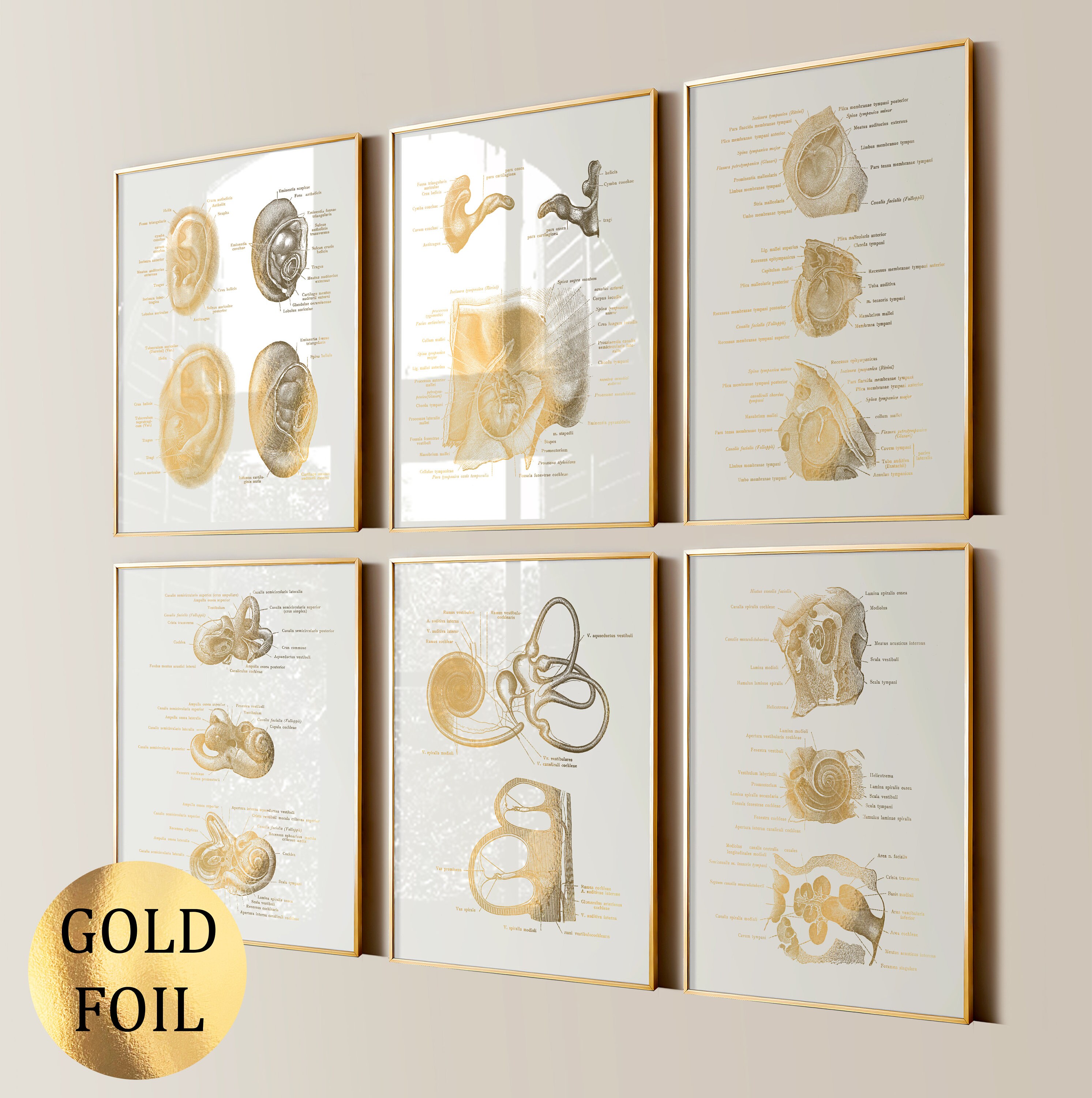 Set 6 Ear Anatomy Art Audiology Poster Medical Art Inner Ear Diagram ...