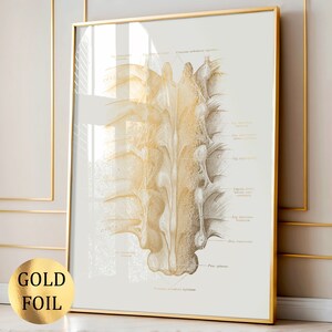 4 Rib Cage Anatomy Posters Thoracic Cage Print Skeletal System Medical ...