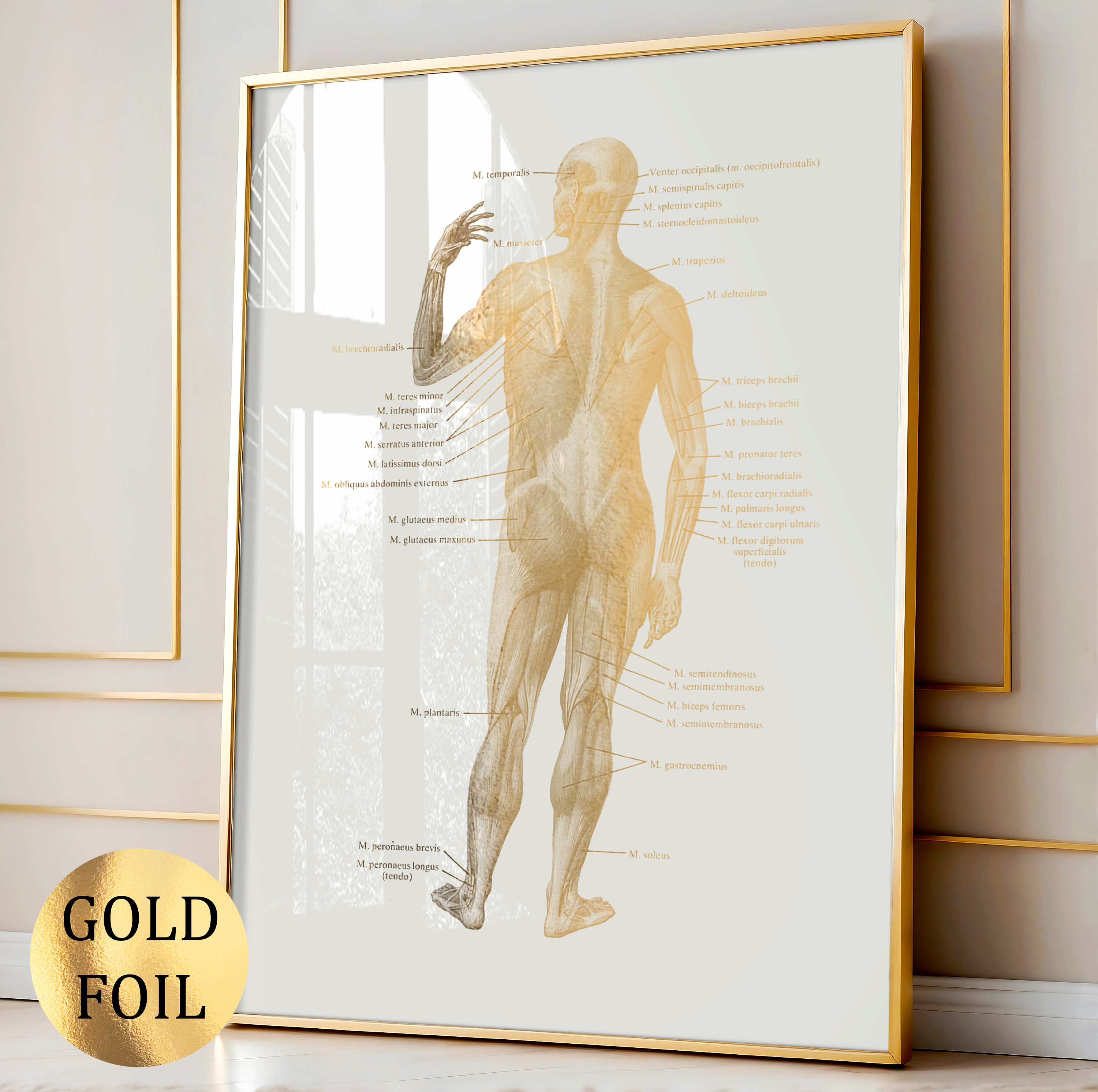 Set 6 Muscle Anatomy Art Muscular System Poster Medical Art ...