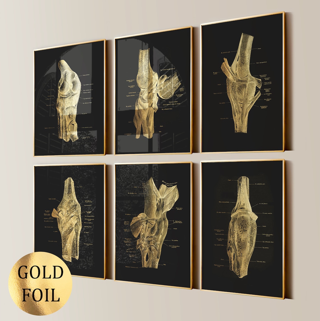 6 Knee Anatomy Art Orthopedic Art Knee Joint Posters Physiotherapy Art ...