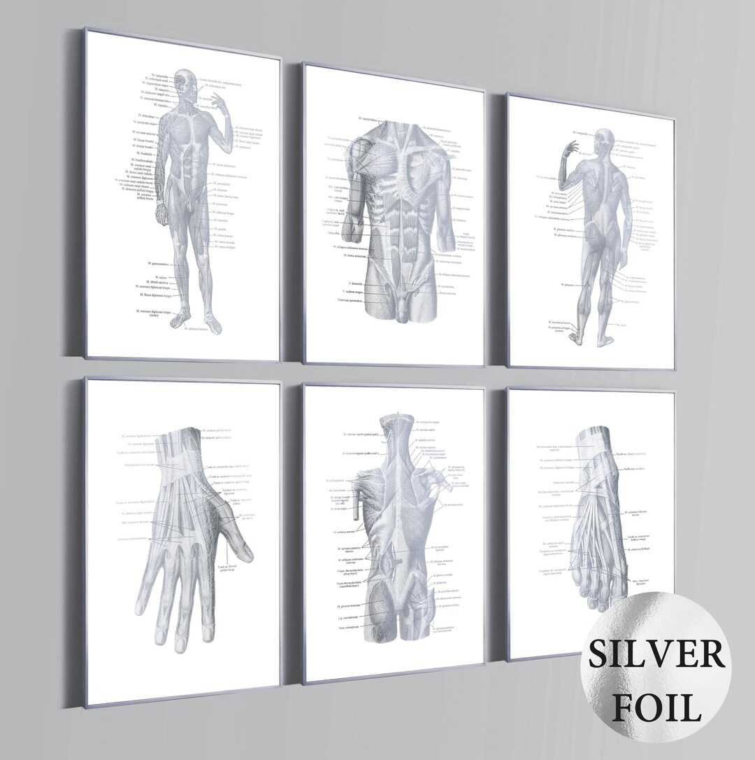 Set 6 Human Anatomy Art Muscular System Diagram Medical Art Massage ...