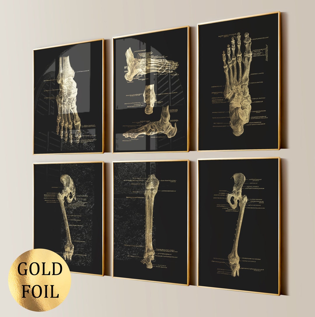 6 Gold Foot Anatomy Posters Skeletal System Print Orthopedic Art Foot ...
