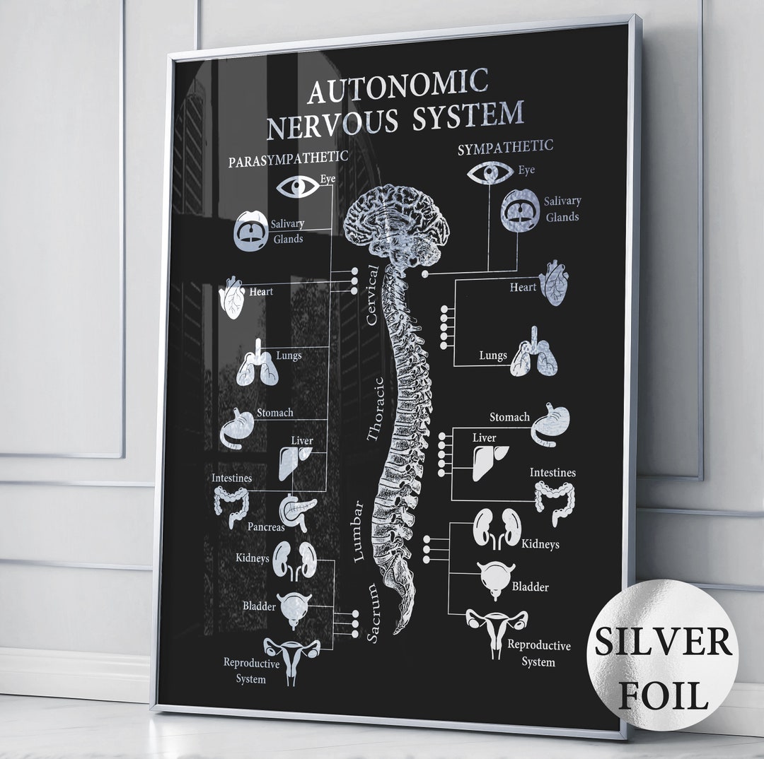 Autonomic Nervous System Print Brain Anatomy Art Neurology Art Medical ...