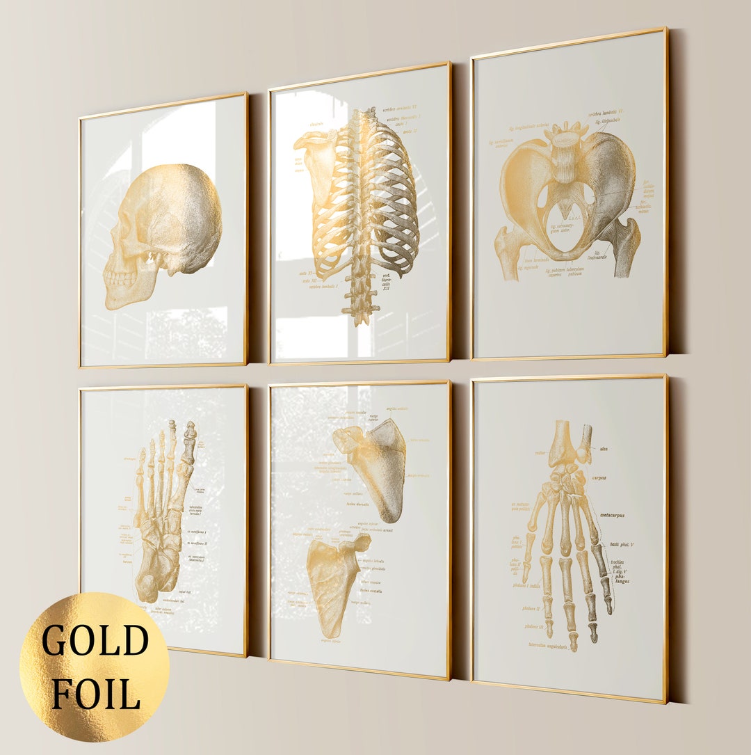 6 Gold Skeleton Anatomy Posters Skeletal System Medical Art Skeleton ...