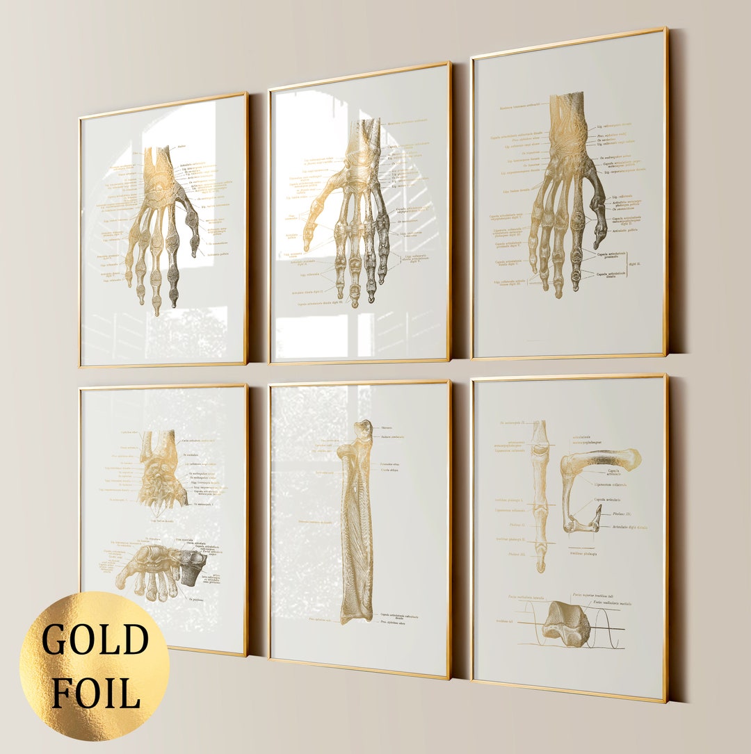 6 Hand Anatomy Posters Palm Bones Diagram Wrist Anatomy Hand Joints ...
