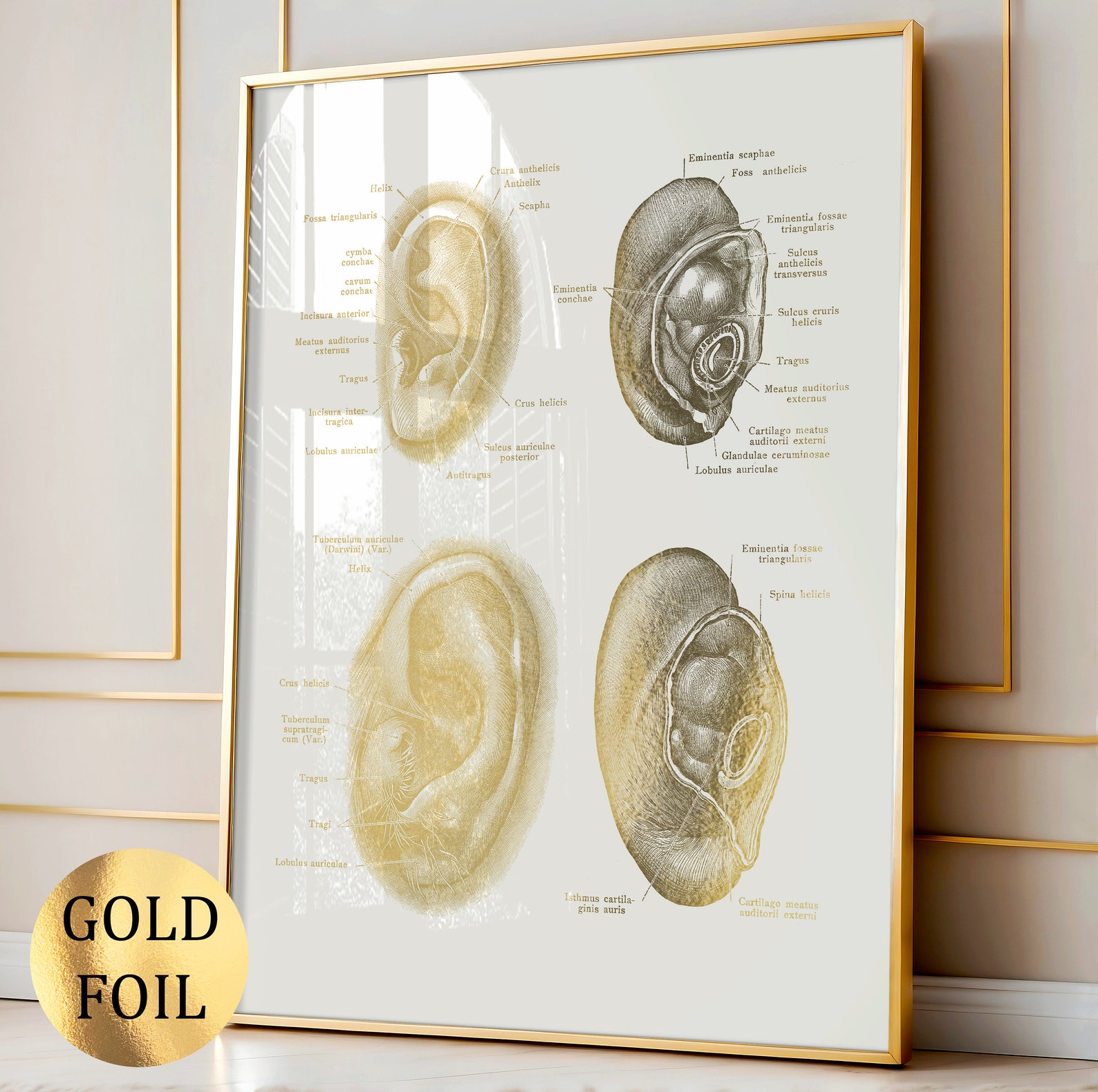 Set 6 Ear Anatomy Art Audiology Poster Medical Art Inner Ear Diagram ...