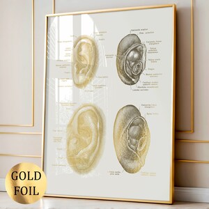 Set 6 Ear Anatomy Art Audiology Poster Medical Art Inner Ear Diagram ...