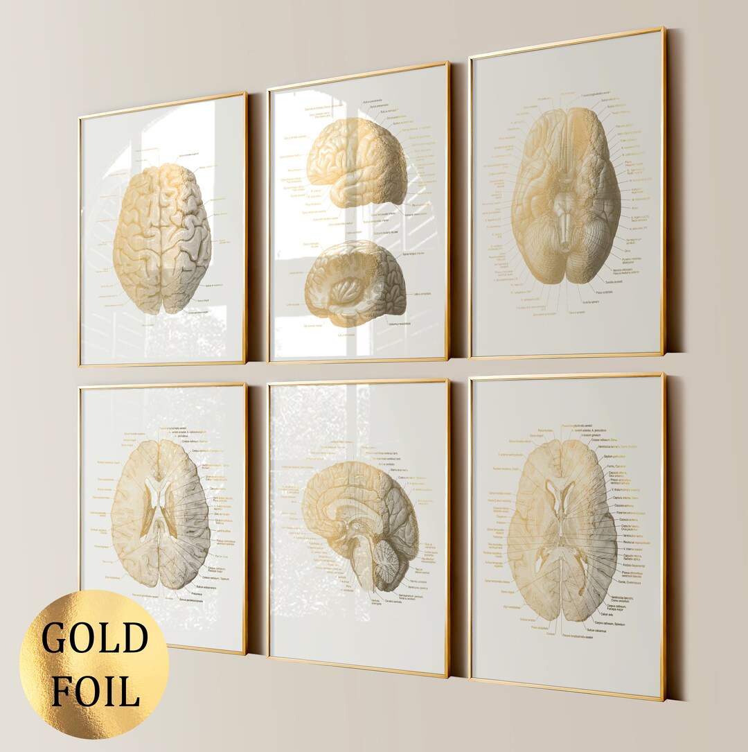 6 Gold Brain Anatomy Art Neuroscience Posters Neurology Art Medical Art ...