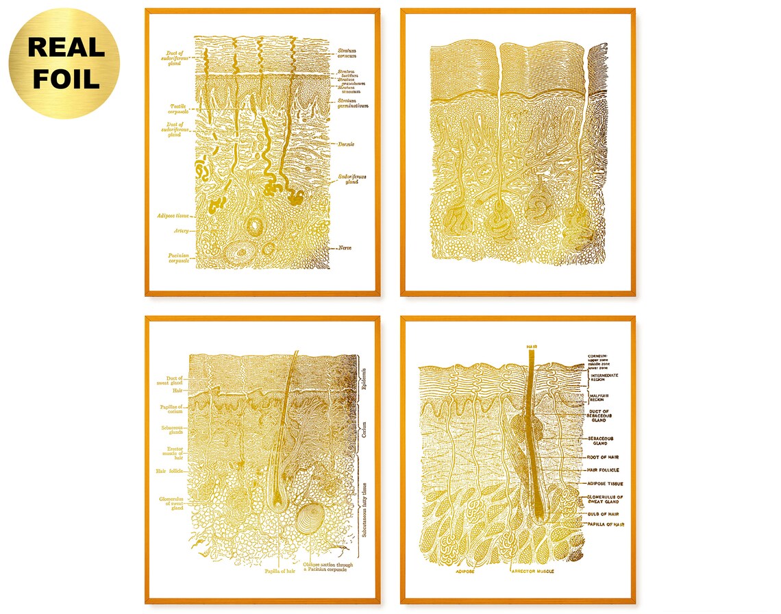 4 Dermatologist Gift Human Skin Anatomy Art Integumentary System Gold ...