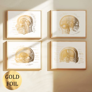 Set 4 Head Anatomy Art, Neurology Posters, Head Diagram, Neuroscience ...