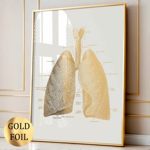 2 Urinary System Anatomy Art Medical Art Renal System Diagram Urinary ...