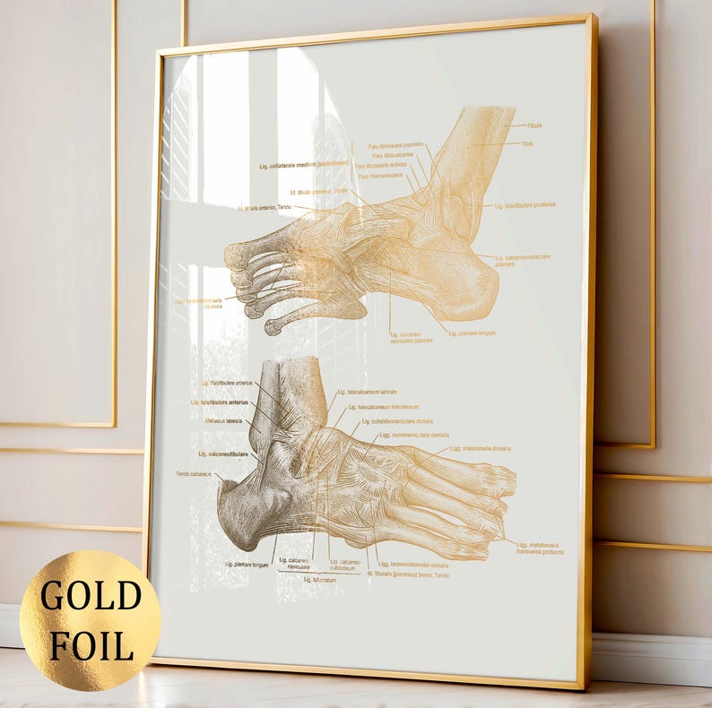 4 Gold Foot Anatomy Art Posters Foot Bones Art Skeletal Art Orthopedic ...
