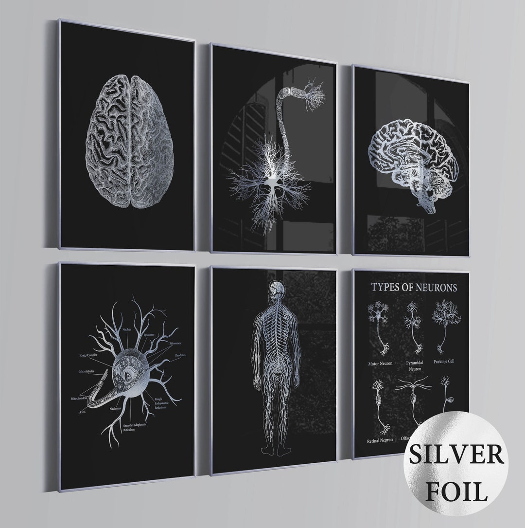 6 Neurology Art Brain Anatomy Poster Nervous System Nerve Cell ...